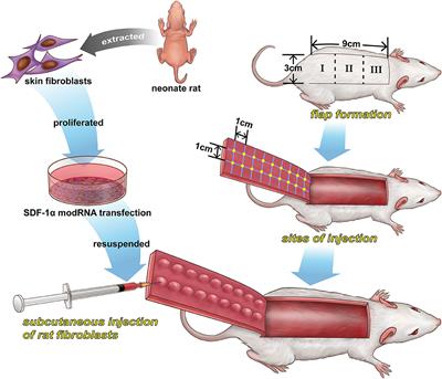Frontiers | Chemically Modified SDF-1α mRNA Promotes Random Flap ...
