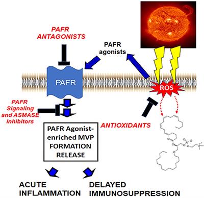 Frontiers | New Insights Into the Pathologic Roles of the Platelet ...