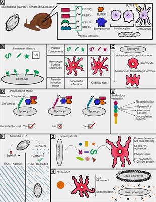 Frontiers | Immune Evasion Strategies of Schistosomes