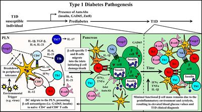 Frontiers | Evolving Antibody Therapies for the Treatment of Type 1 ...