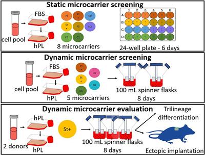 Frontiers | Microcarrier Screening and Evaluation for Dynamic Expansion ...