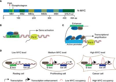 Frontiers | Molecular Mechanisms of MYCN Dysregulation in Cancers