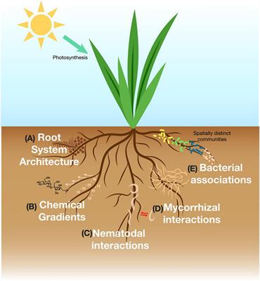 Frontiers | Specialized Plant Growth Chamber Designs to Study Complex ...