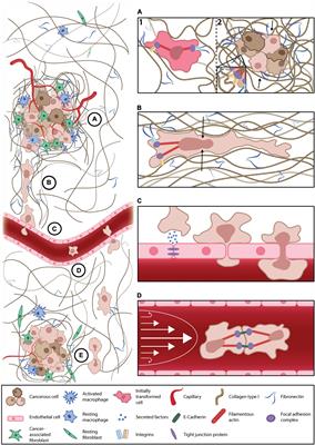 Frontiers | The Cancer Microenvironment: Mechanical Challenges of the ...