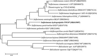 Frontiers | Characterization of Sulfurimonas hydrogeniphila sp. nov., a ...