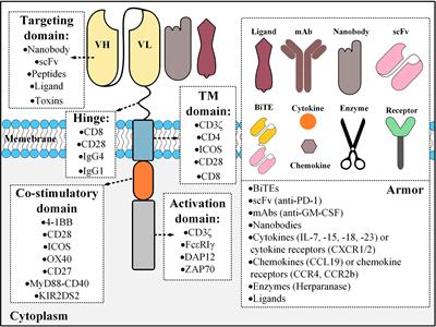 Frontiers | Strategies for Dodging the Obstacles in CAR T Cell Therapy