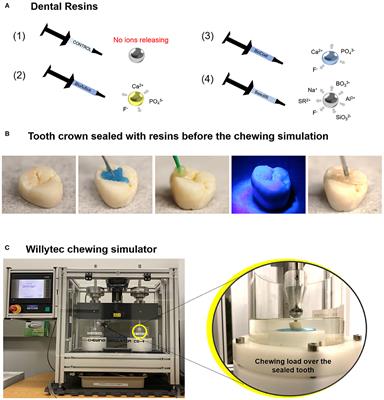 Frontiers | Wear Behavior and Surface Quality of Dental Bioactive Ions ...
