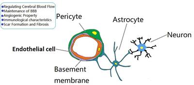 Frontiers | Pericytes for Therapeutic Approaches to Ischemic Stroke