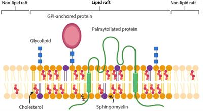 Frontiers | Membrane Rafts: Portals for Viral Entry