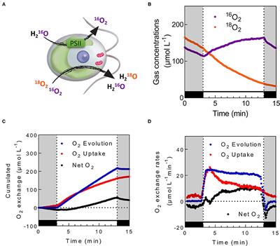 Frontiers | Corrigendum: Membrane Inlet Mass Spectrometry: A Powerful ...