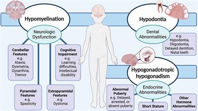 Frontiers | POLR3-Related Leukodystrophy: Exploring Potential ...