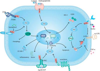 Frontiers | Role of PI3K in the Progression and Regression of ...