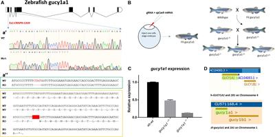 Frontiers | sGC Activity and Regulation of Blood Flow in a Zebrafish ...
