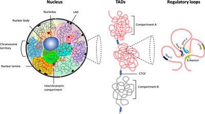 Frontiers | Spatial Organization of Chromatin: Transcriptional Control ...