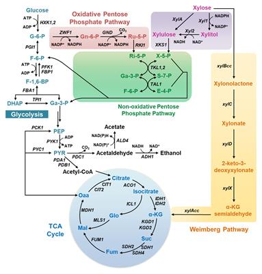 Frontiers | Yeast-Based Biosynthesis of Natural Products From Xylose