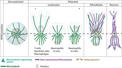 Frontiers | Dynamic Microtubule Arrays in Leukocytes and Their Role in ...