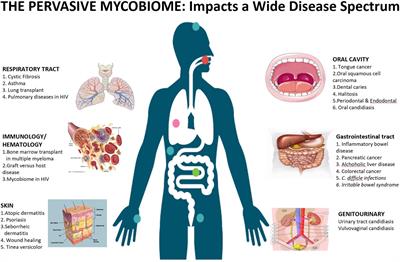Frontiers | Symbiosis and Dysbiosis of the Human Mycobiome