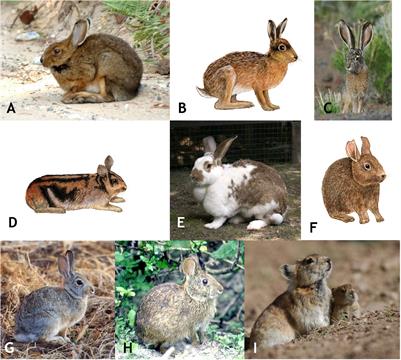 Frontiers | Lagomorpha as a Model Morphological System