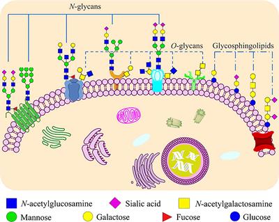 Frontiers | The Importance of Glycans of Viral and Host Proteins in ...
