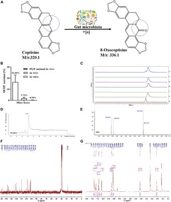 Frontiers | Gut Microbiota-Mediated Transformation of Coptisine Into a ...