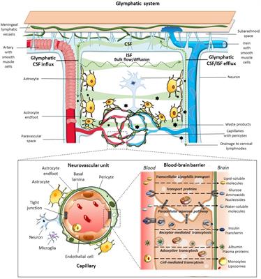 Frontiers | Glymphatic System as a Gateway to Connect Neurodegeneration ...