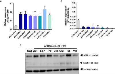 Frontiers | Angiotensin II Receptor Blockers (ARBs Antihypertensive ...