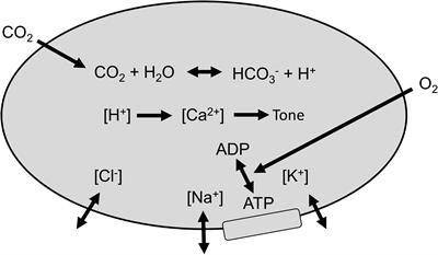 Frontiers | Control of Cerebral Blood Flow by Blood Gases