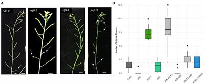 Frontiers | Histone Demethylases ELF6 and JMJ13 Antagonistically ...