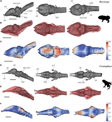 Frontiers | Brain Reconstruction Across the Fish-Tetrapod Transition ...