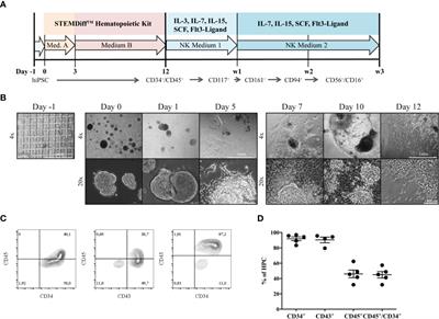 Frontiers | Natural Killer Cells Generated From Human Induced ...