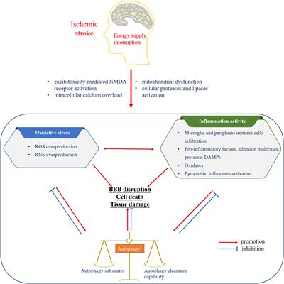 Frontiers | Oxidative Stress, Inflammation, and Autophagy: Potential ...