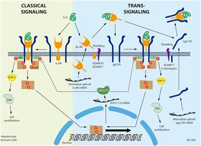Frontiers | Role of Interleukin-6 in Vascular Health and Disease