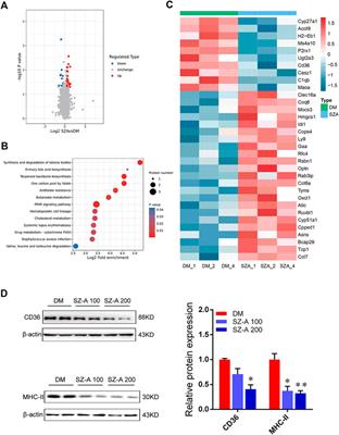 Frontiers | Ramulus Mori (Sangzhi) Alkaloids (SZ-A) Ameliorate Glucose ...