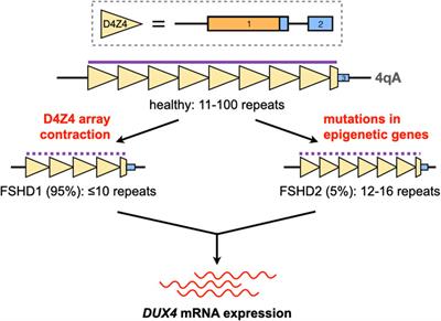 Frontiers | Genetic Approaches for the Treatment of Facioscapulohumeral ...