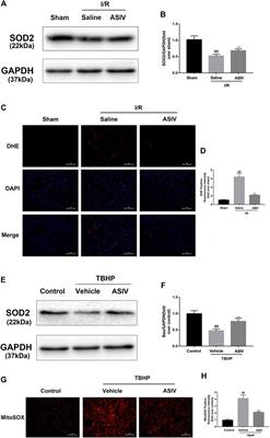 Frontiers | A Single, Acute Astragaloside IV Therapy Protects ...