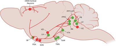 Frontiers | Preoptic Area Modulation of Arousal in Natural and Drug ...