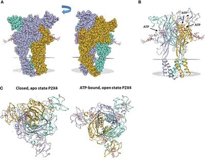 Frontiers | Structural and Functional Features of the P2X4 Receptor: An ...