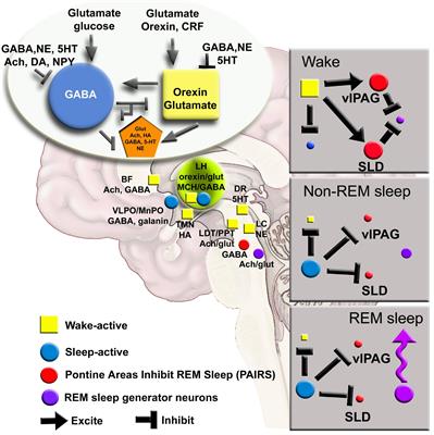 Frontiers | Mapping Network Activity in Sleep