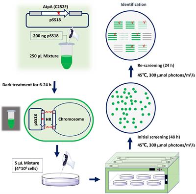 Frontiers | Rapidly Improving High Light and High Temperature ...