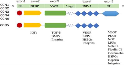 Frontiers | CCN Family Proteins in Cancer: Insight Into Their ...