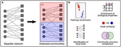 Frontiers | Community Detection in Large-Scale Bipartite Biological ...