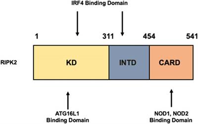 Frontiers | RIPK2 as a New Therapeutic Target in Inflammatory Bowel ...
