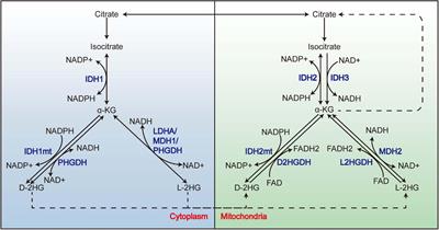 Frontiers | The Roles of 2-Hydroxyglutarate