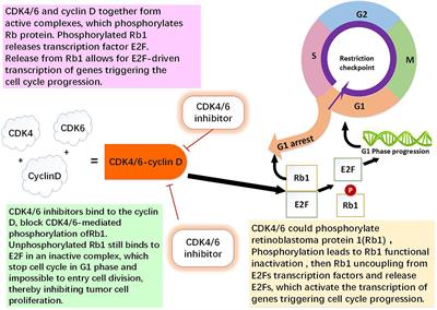Frontiers | Breast Cancer Resistance to Cyclin-Dependent Kinases 4/6 ...