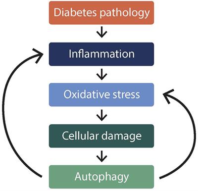 Diabetes Mellitus Type 1 Pathophysiology