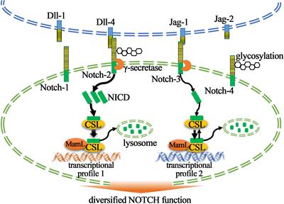 Frontiers | Biological Significance of NOTCH Signaling Strength