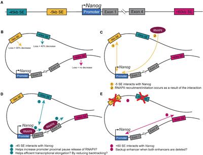 Frontiers | Super-Enhancers and CTCF in Early Embryonic Cell Fate Decisions