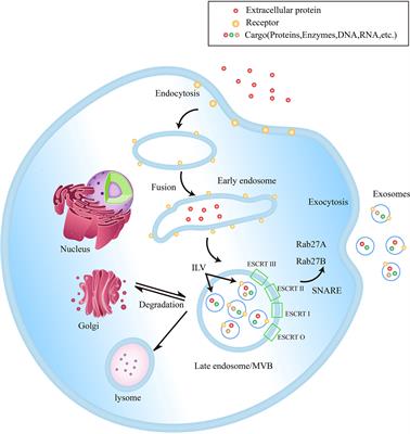 Frontiers | Exosomal Non-Coding RNAs: Regulatory and Therapeutic Target ...