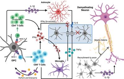 Frontiers | Connecting Neuroinflammation and Neurodegeneration in ...
