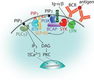 Frontiers | Reining in BTK: Interdomain Interactions and Their ...